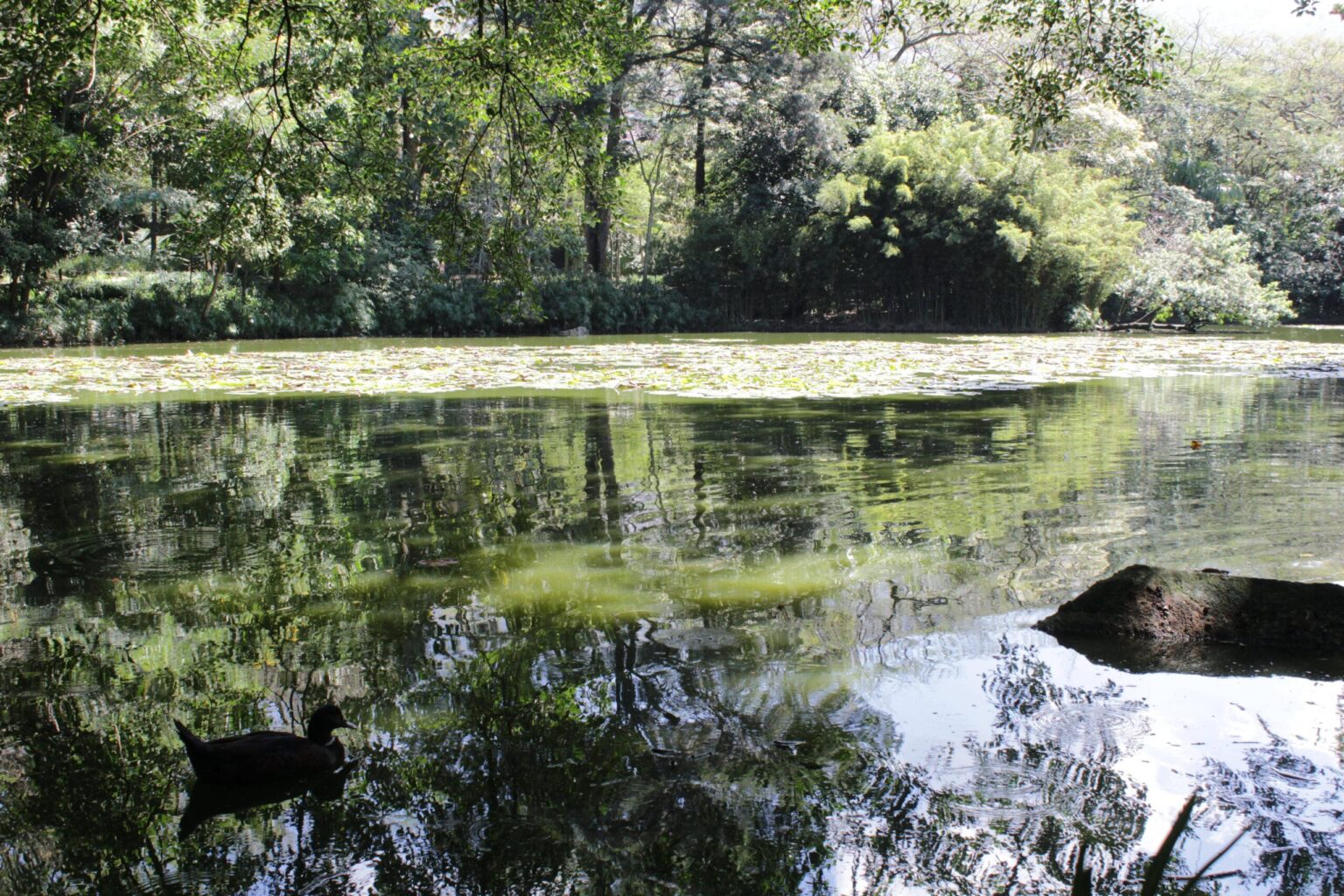 Provenza: the most famous in Medellín – Guía Turística de Medellín